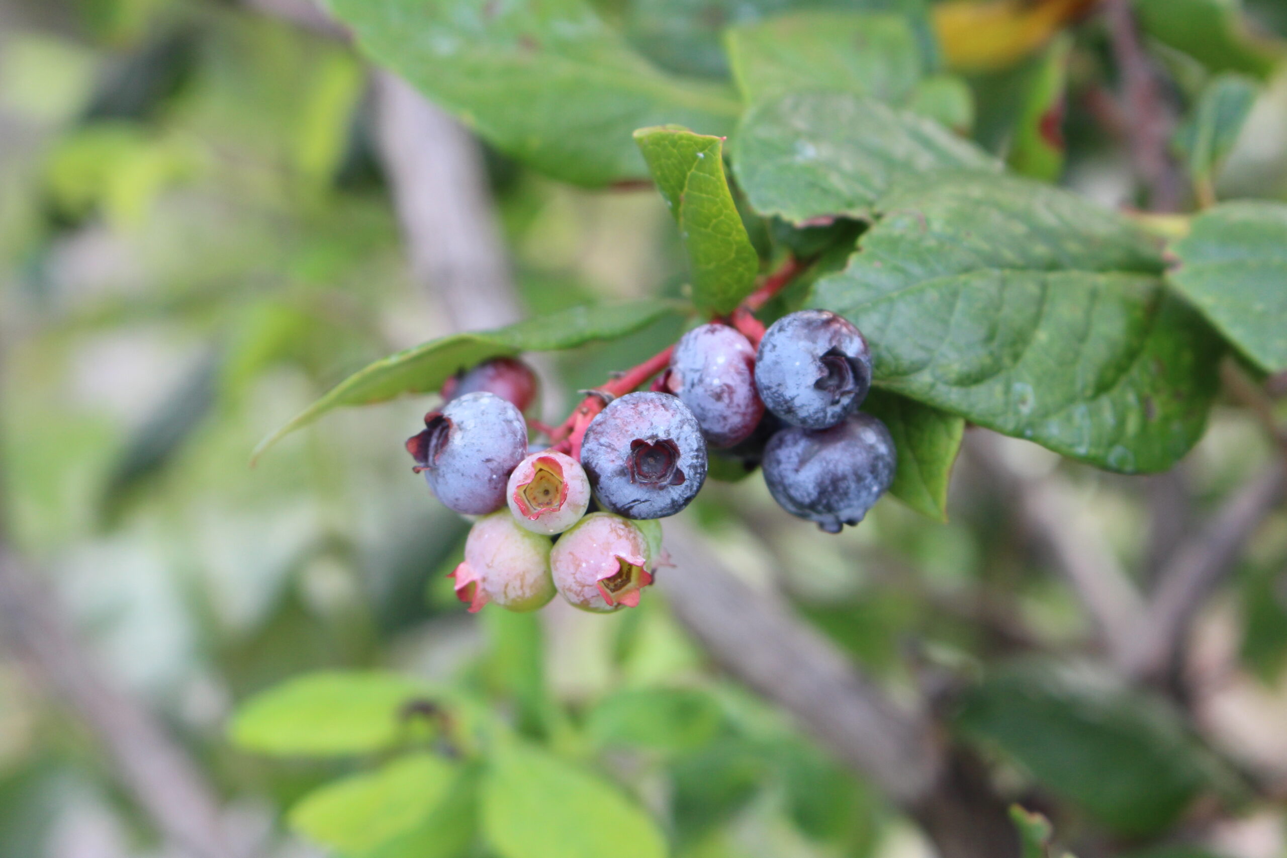 NABC’s Response to USDA’s Farmer Assistance Bridge Program - NABC